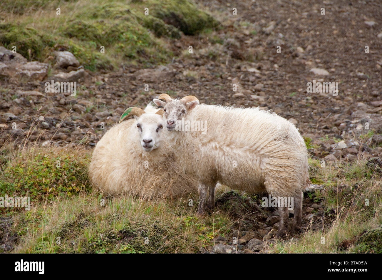 Icelandic Sheep Wool