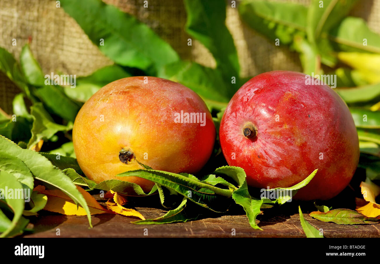 Two mangoes fruits Stock Photo - Alamy