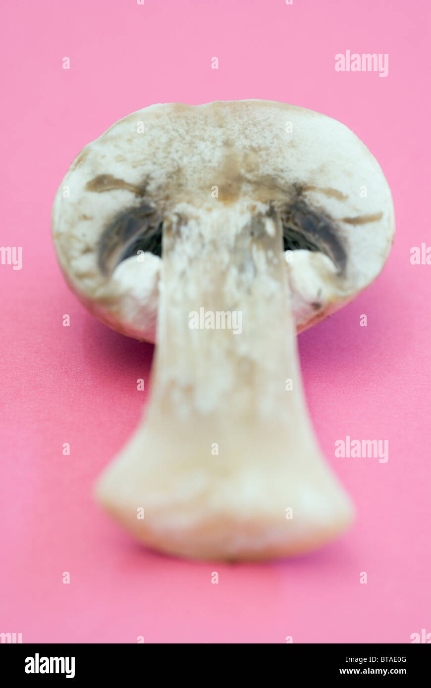 raw button mushroom half section Stock Photo - Alamy