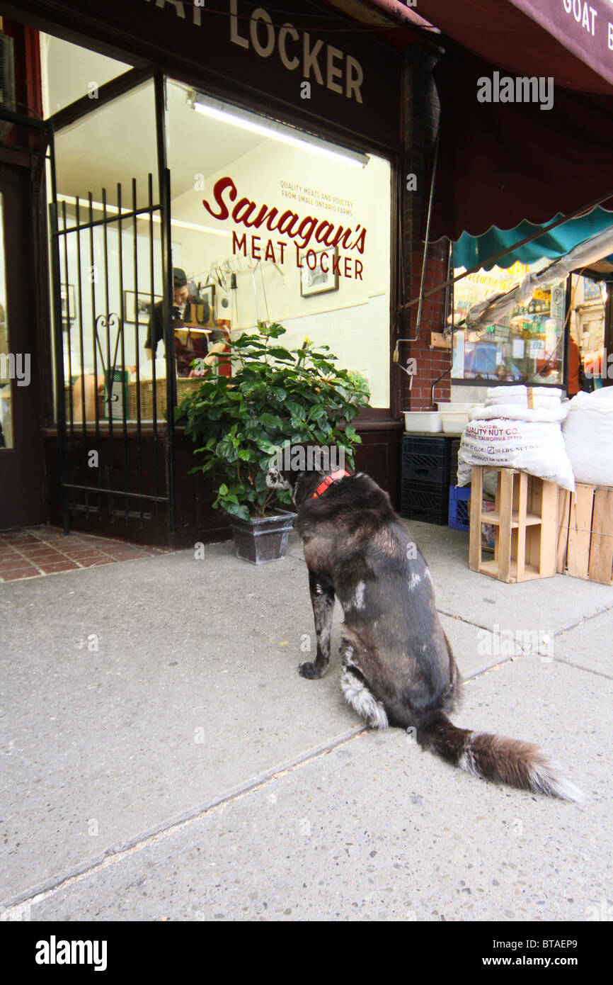 Dog waiting hi-res stock photography and images - Alamy