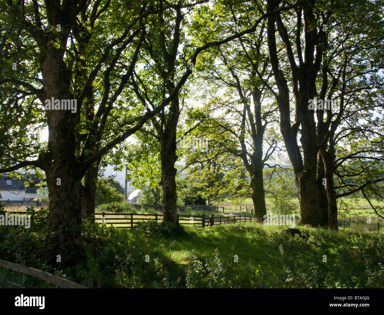 Rural Scene, Tyndrum, Scotland Stock Photo - Alamy