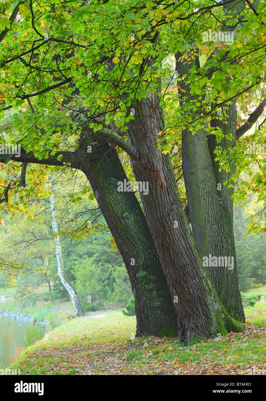 Oak Tree Stock Photography