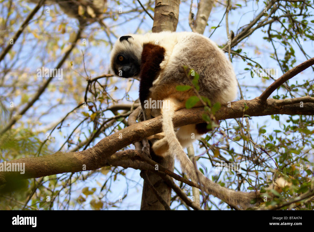 Madagascar, Crowned Sifaka (Propithecus coronatus) on a tree Stock ...