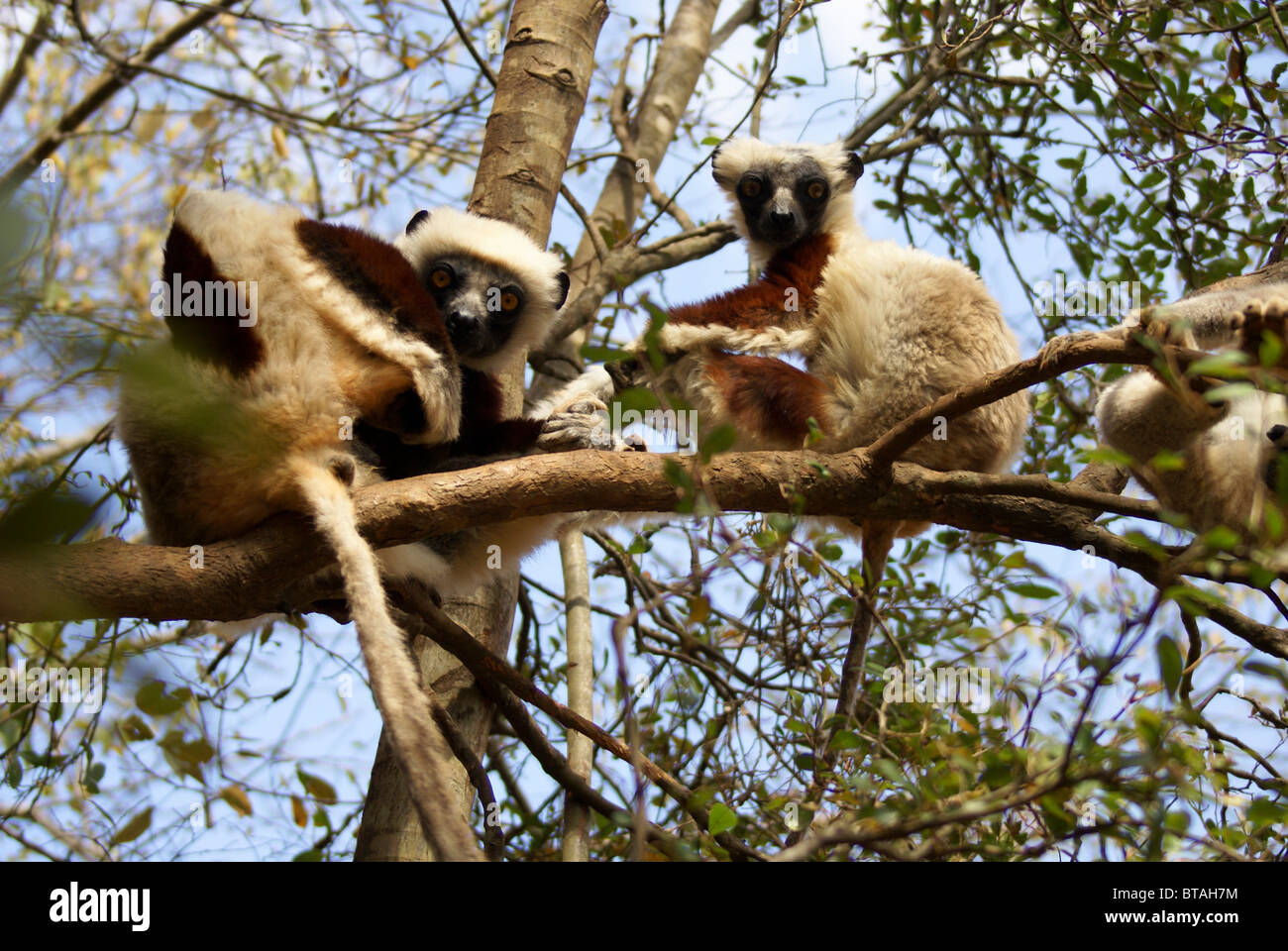 Madagascar, Crowned Sifaka (Propithecus coronatus) on a tree Stock ...