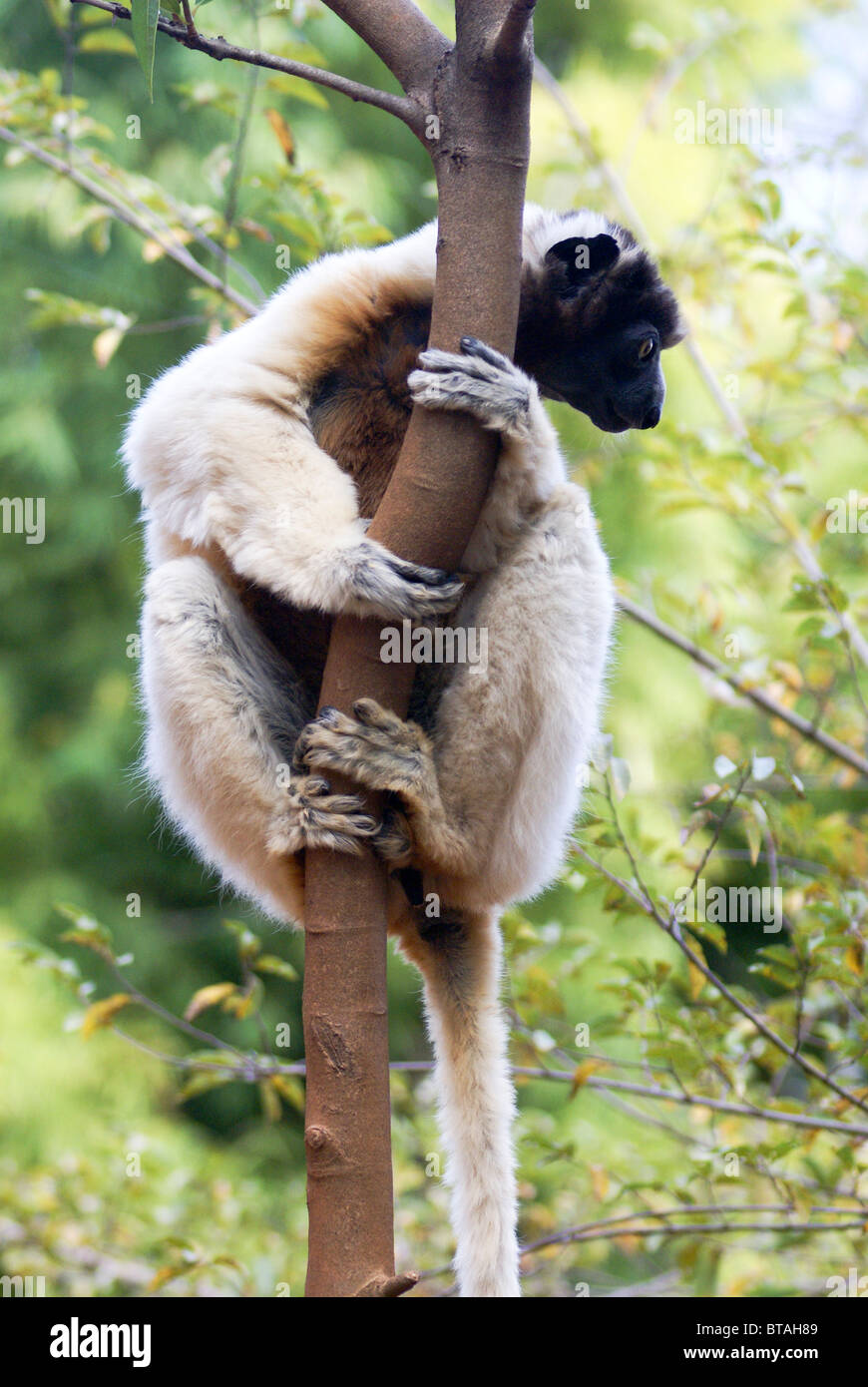 Madagascar, Crowned Sifaka (Propithecus coronatus) on a tree Stock ...