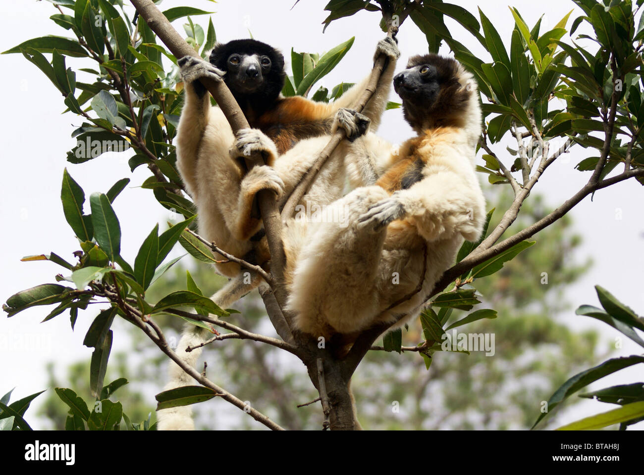 Madagascar, Crowned Sifaka (Propithecus coronatus) on a tree Stock ...