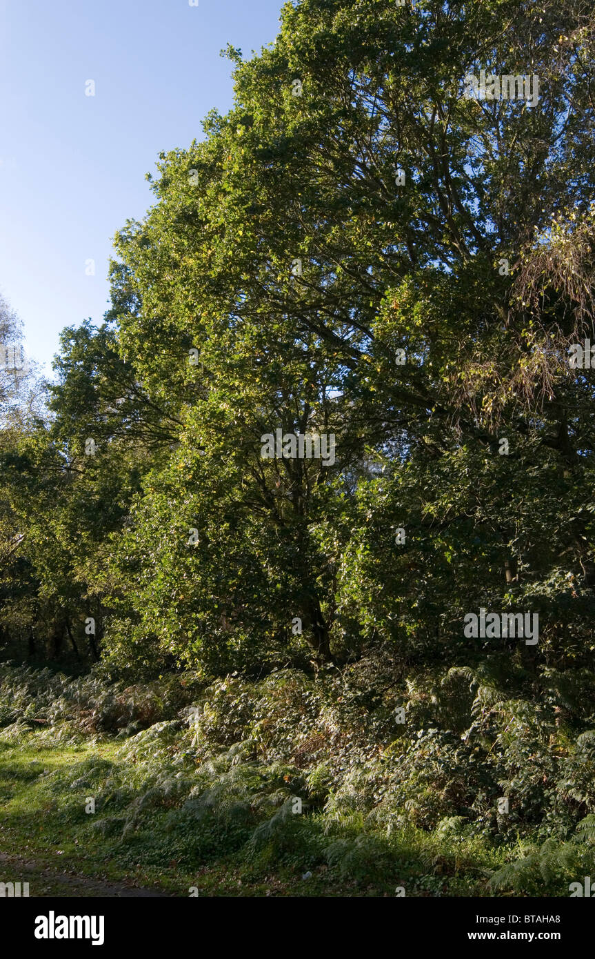 Trees tree foliage hi-res stock photography and images - Alamy