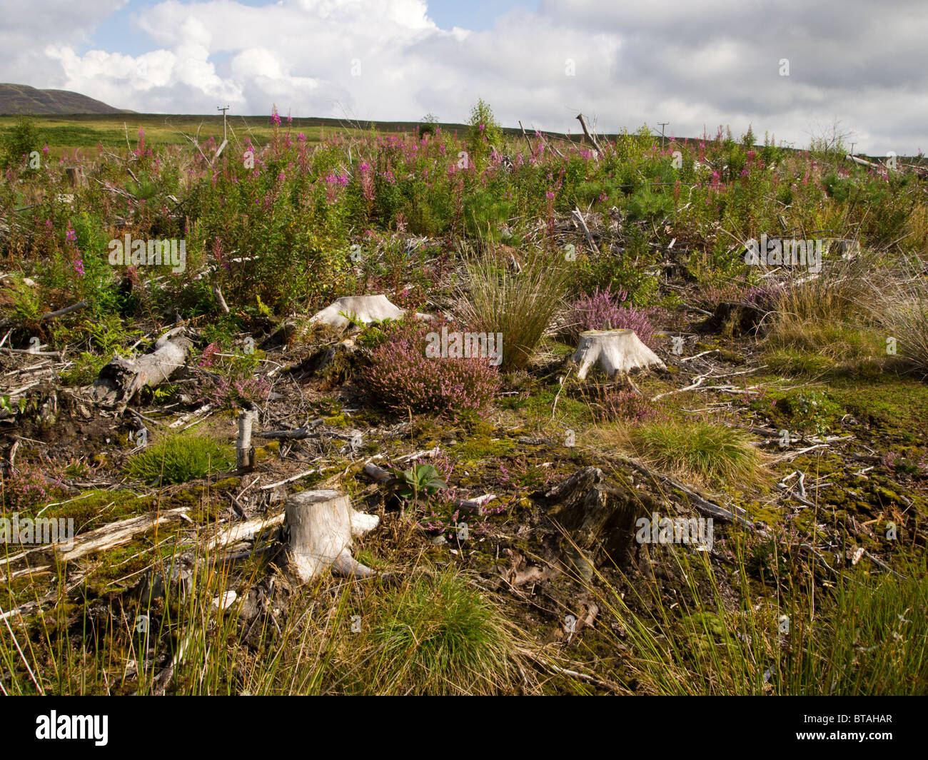Deforestation tree stumps hi-res stock photography and images - Alamy