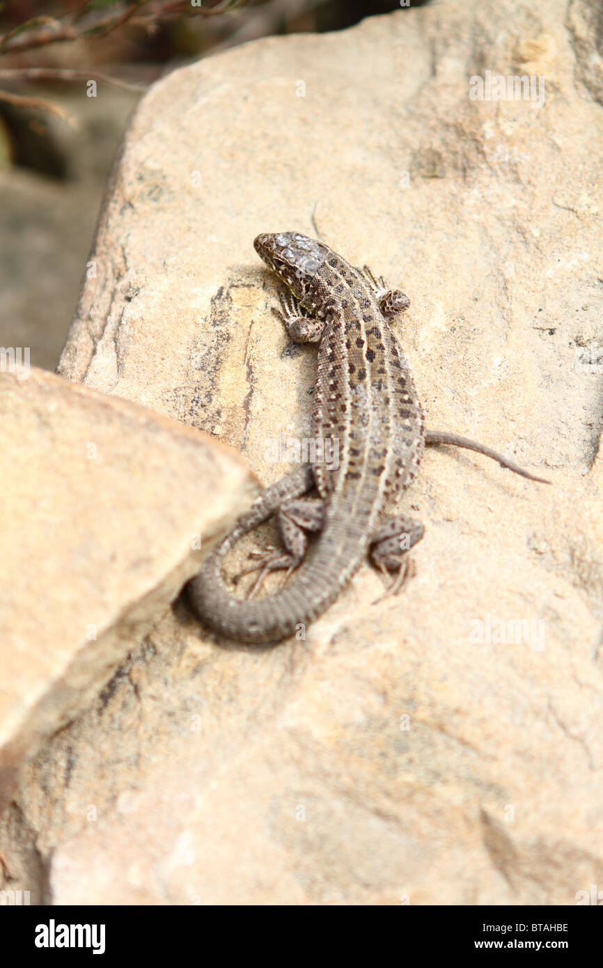Little colored lizard on sand hi-res stock photography and images - Alamy