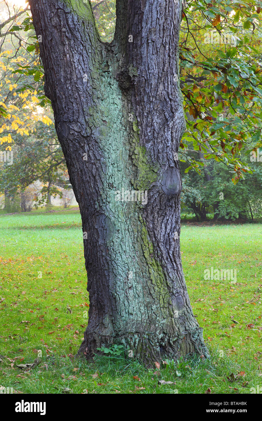 Oak Tree Trunk High Resolution Stock Photography and Images - Alamy