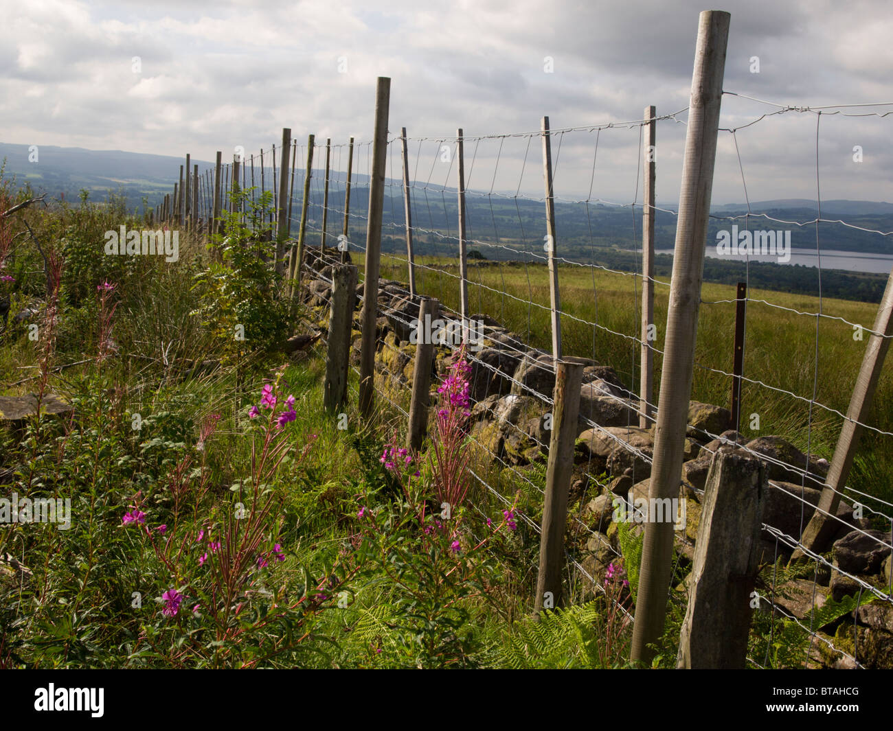 Fenced in pasture, Scotland Stock Photo - Alamy
