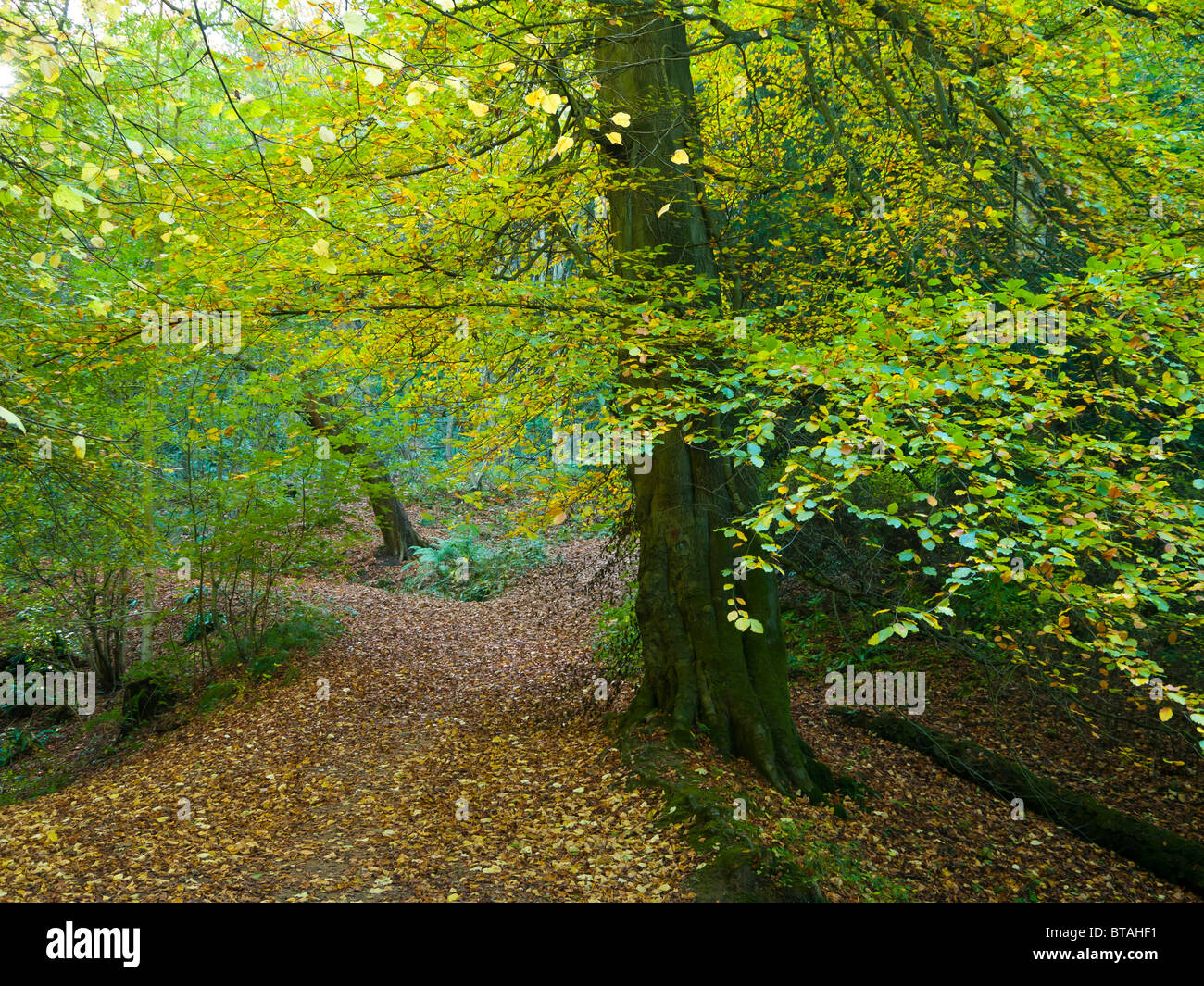 Castle Eden Dene near Peterlee, County Durham at Autumn Stock Photo - Alamy