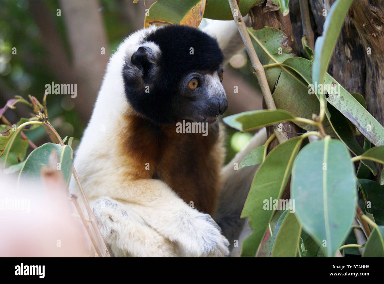 Madagascar, Crowned Sifaka (Propithecus coronatus) on a tree Stock ...