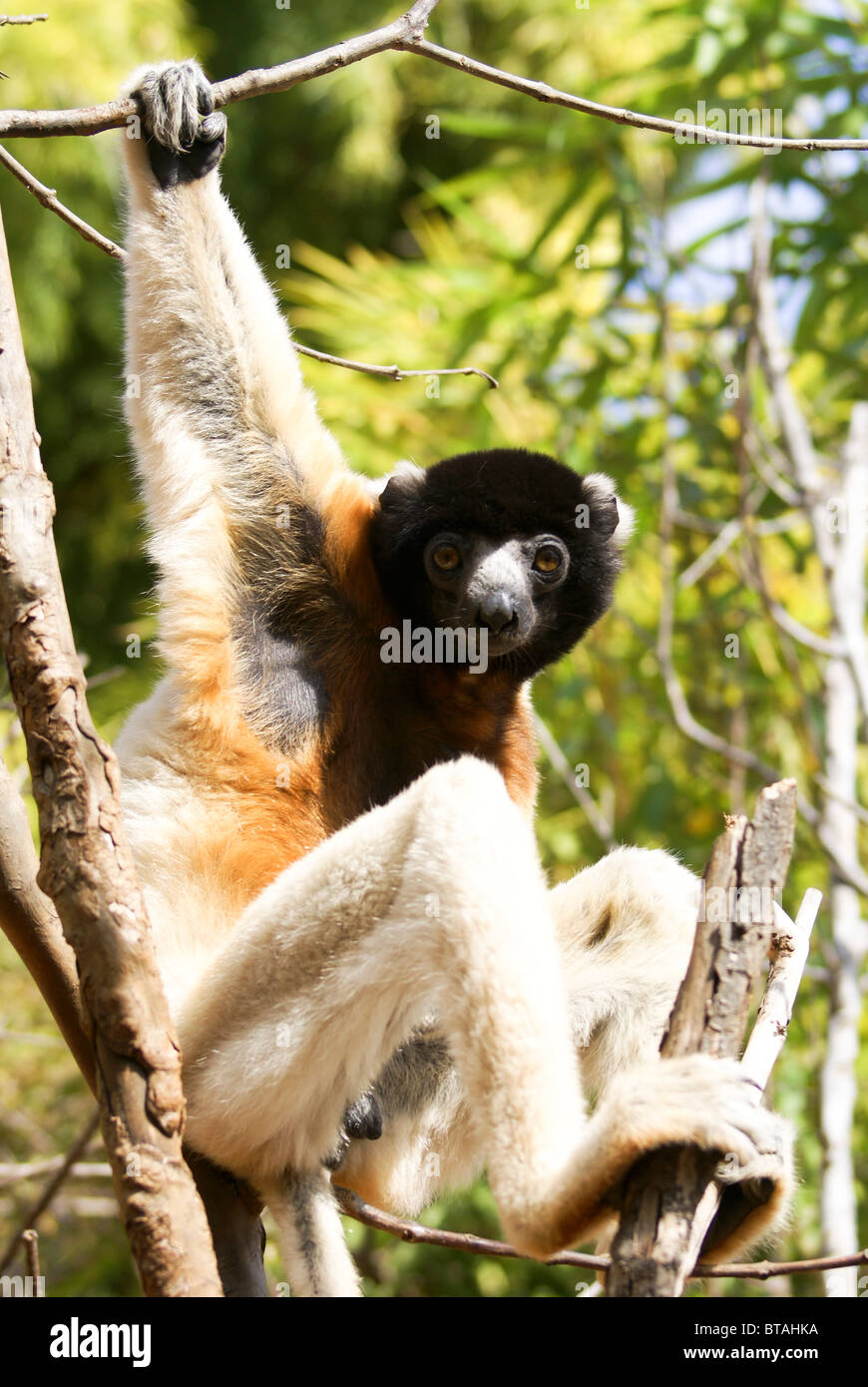 Madagascar, Crowned Sifaka (Propithecus coronatus) on a tree Stock ...