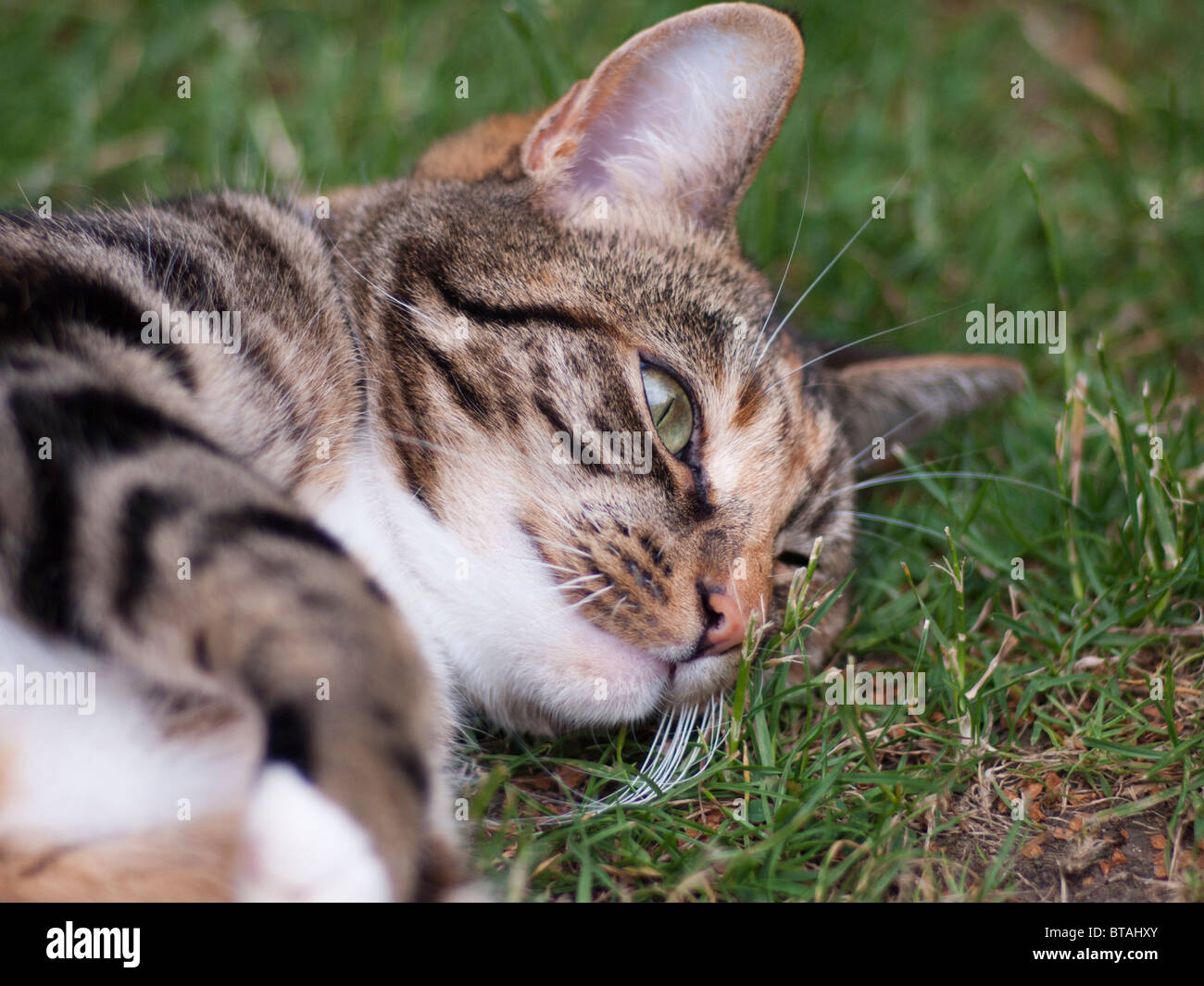 Female Brown Black Tabby Cat Stock Photos & Female Brown Black Tabby ...