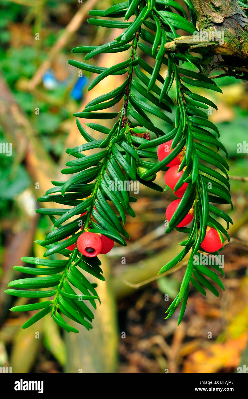 Yew tree with poisonous red berries in Luton, Bedfordshire Stock Photo ...