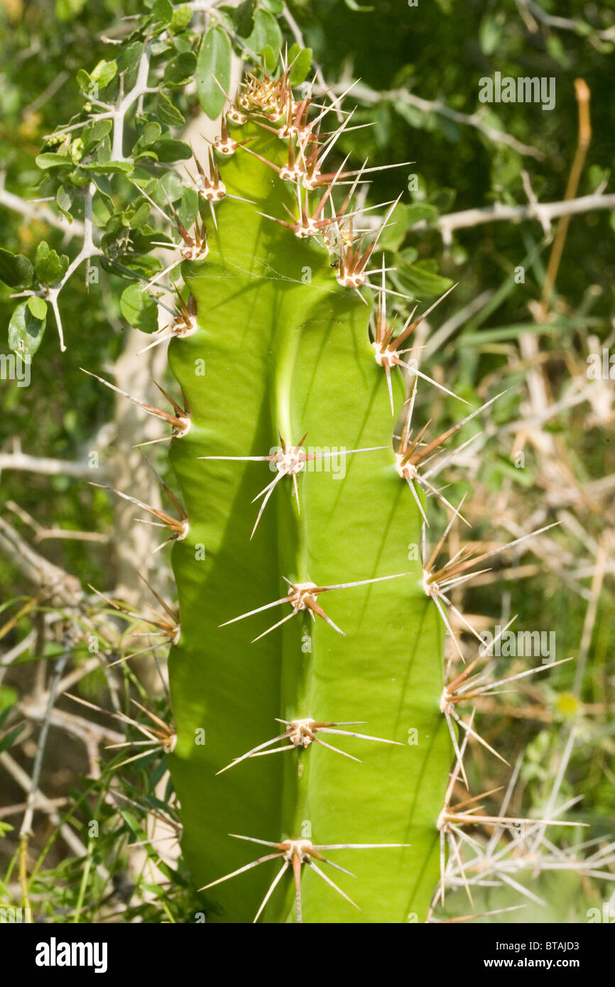 Barbed Wire Cactus Stock Photo - Alamy