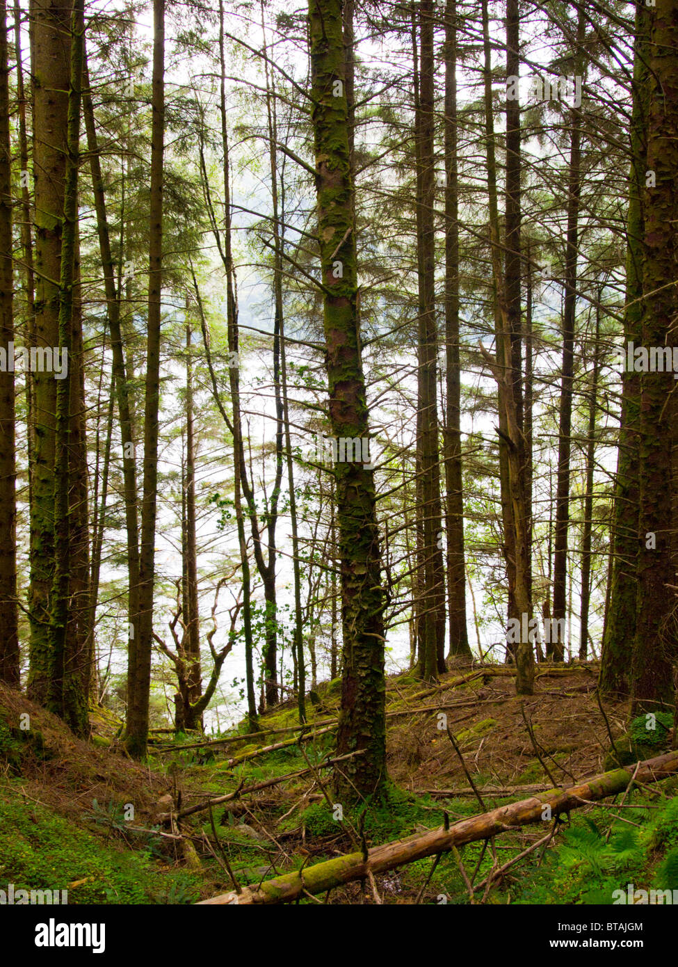 Forest with Loch Ness in the background, Scotland Stock Photo - Alamy