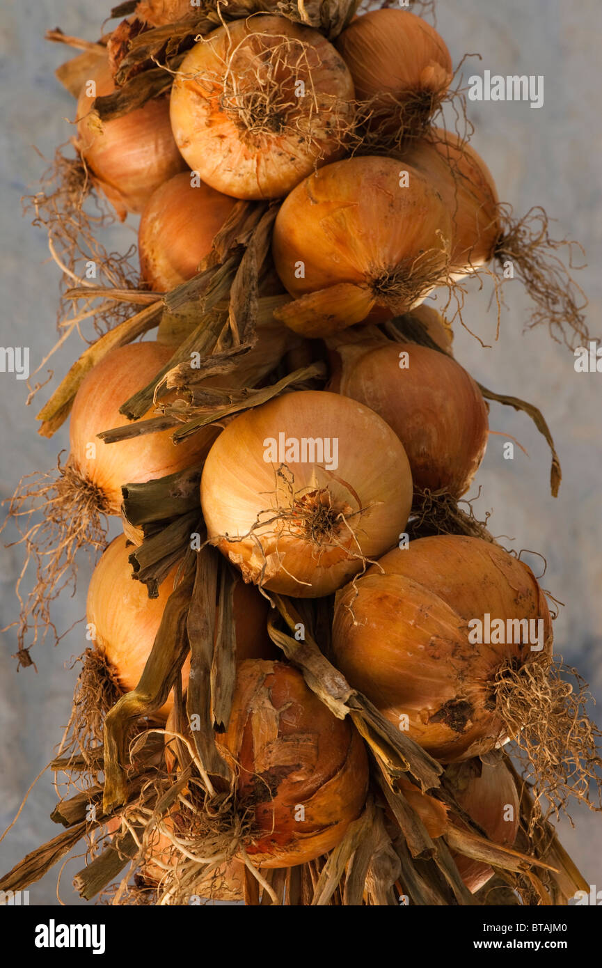 Strings of onions hi-res stock photography and images - Alamy