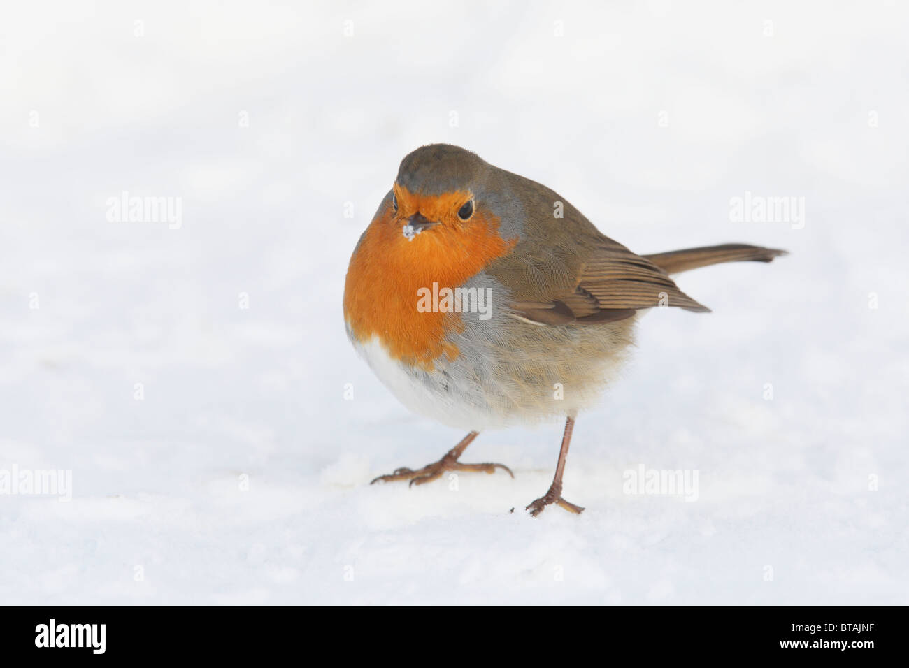 Robin in the snow during the winter Stock Photo - Alamy