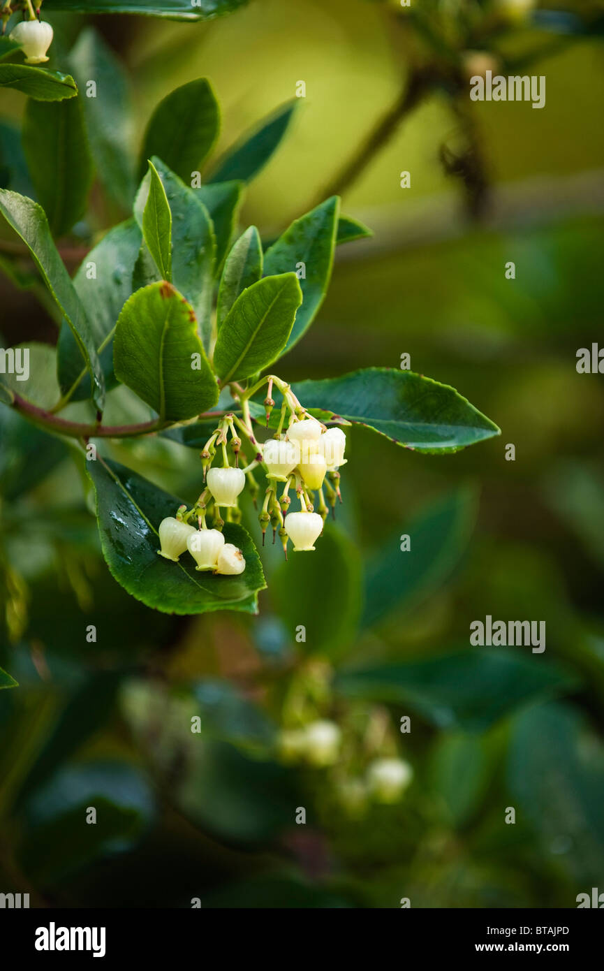 Arbutus canariensis, Canary Strawberry Tree, at Westonbirt Arboretum ...
