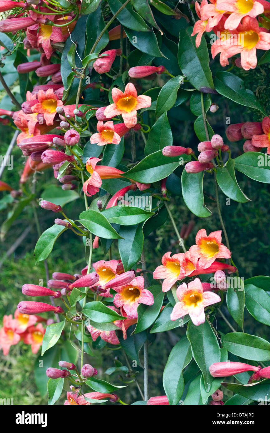 Crossvine hi-res stock photography and images - Alamy
