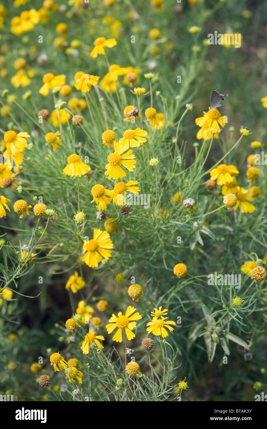 Slenderleaf hi-res stock photography and images - Alamy