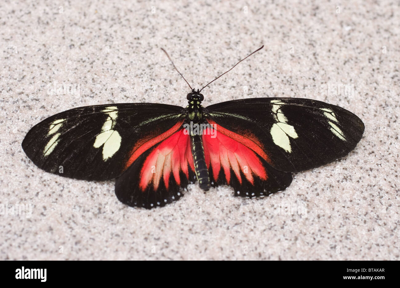 Doris Longwing (Laparus doris) standing on the floor in a zoo Stock ...