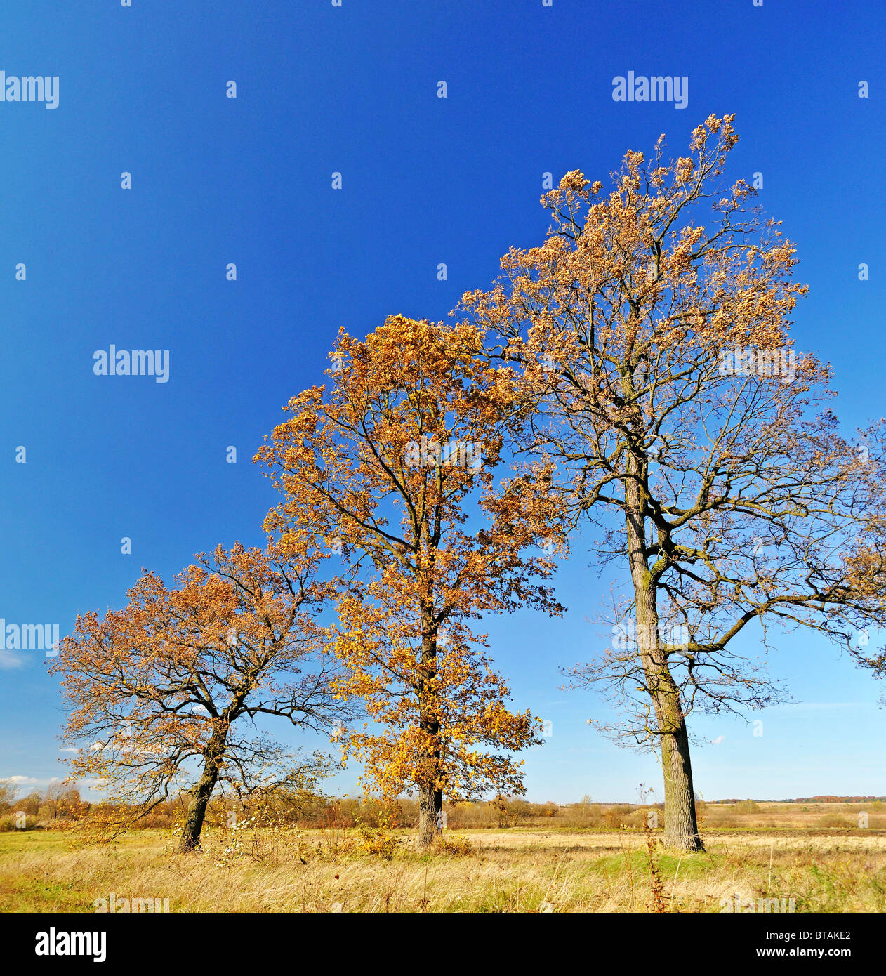 Oak trees field sun hi-res stock photography and images - Alamy