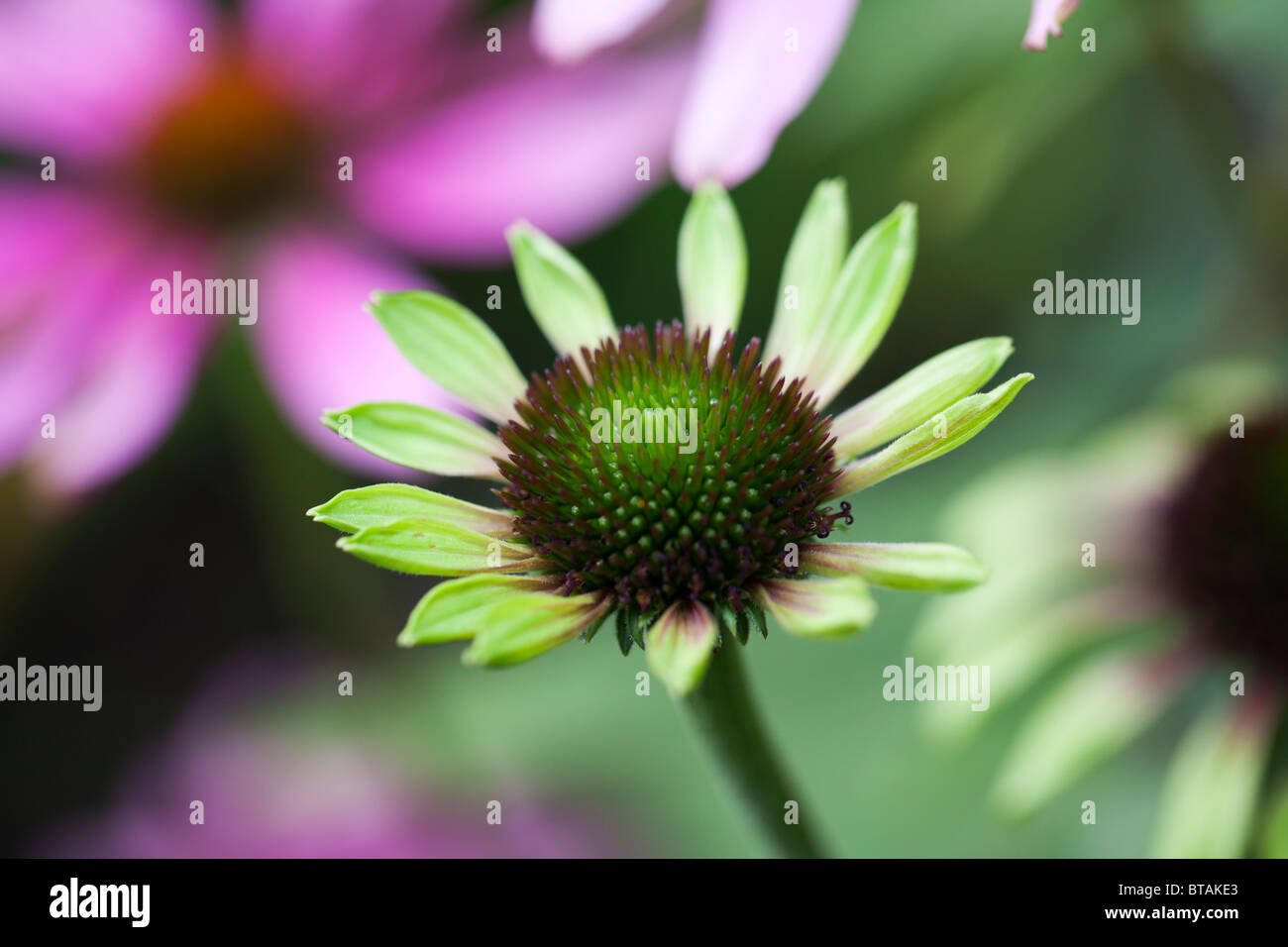 Rudbeckia purpurea hi-res stock photography and images - Alamy