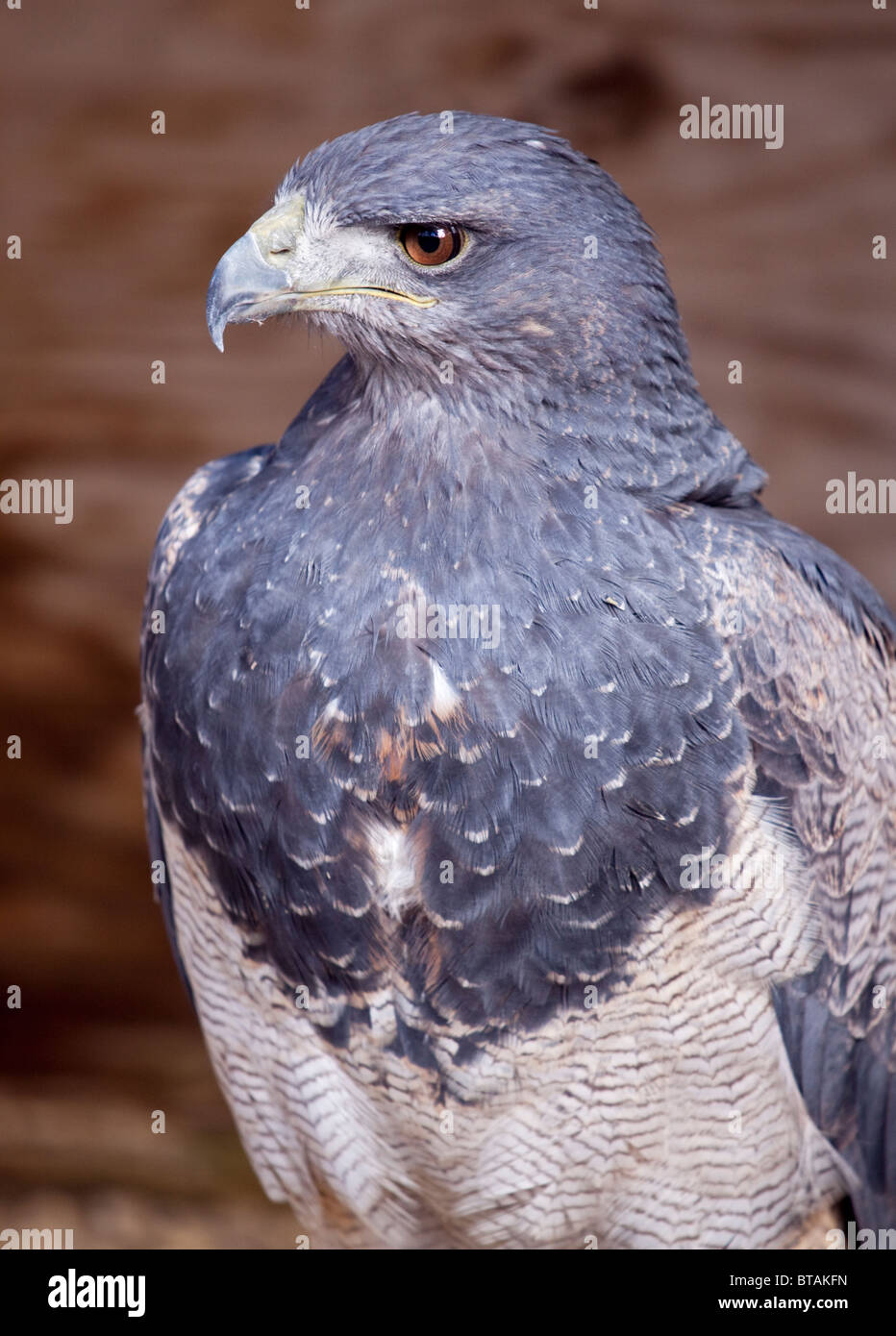 Black hawk eagles hi-res stock photography and images - Alamy