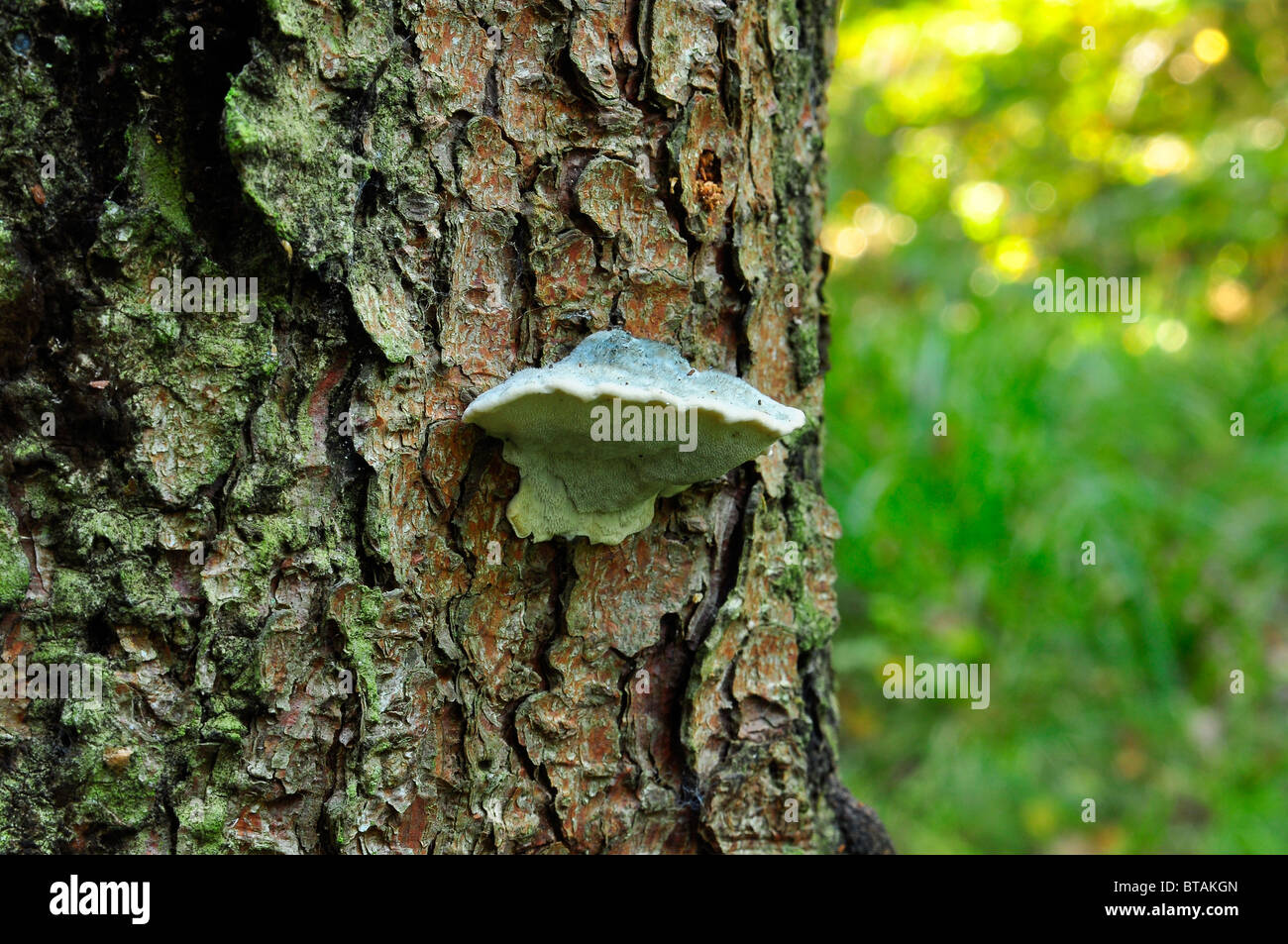 Wild British shelf fungus in Maulden Wood, Bedfordshire Stock Photo - Alamy