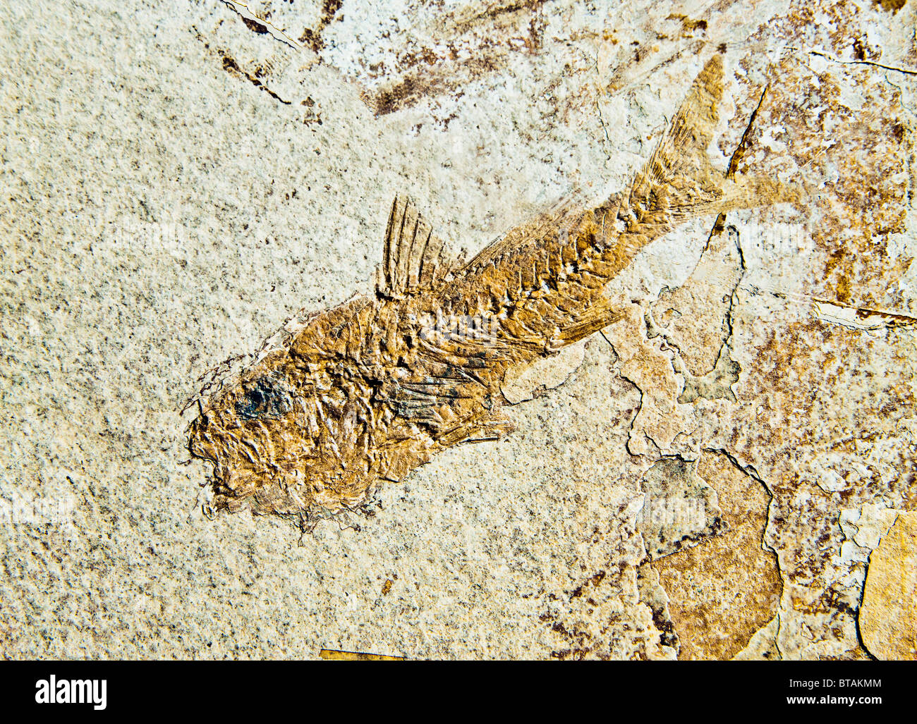 Oligocene hi-res stock photography and images - Alamy