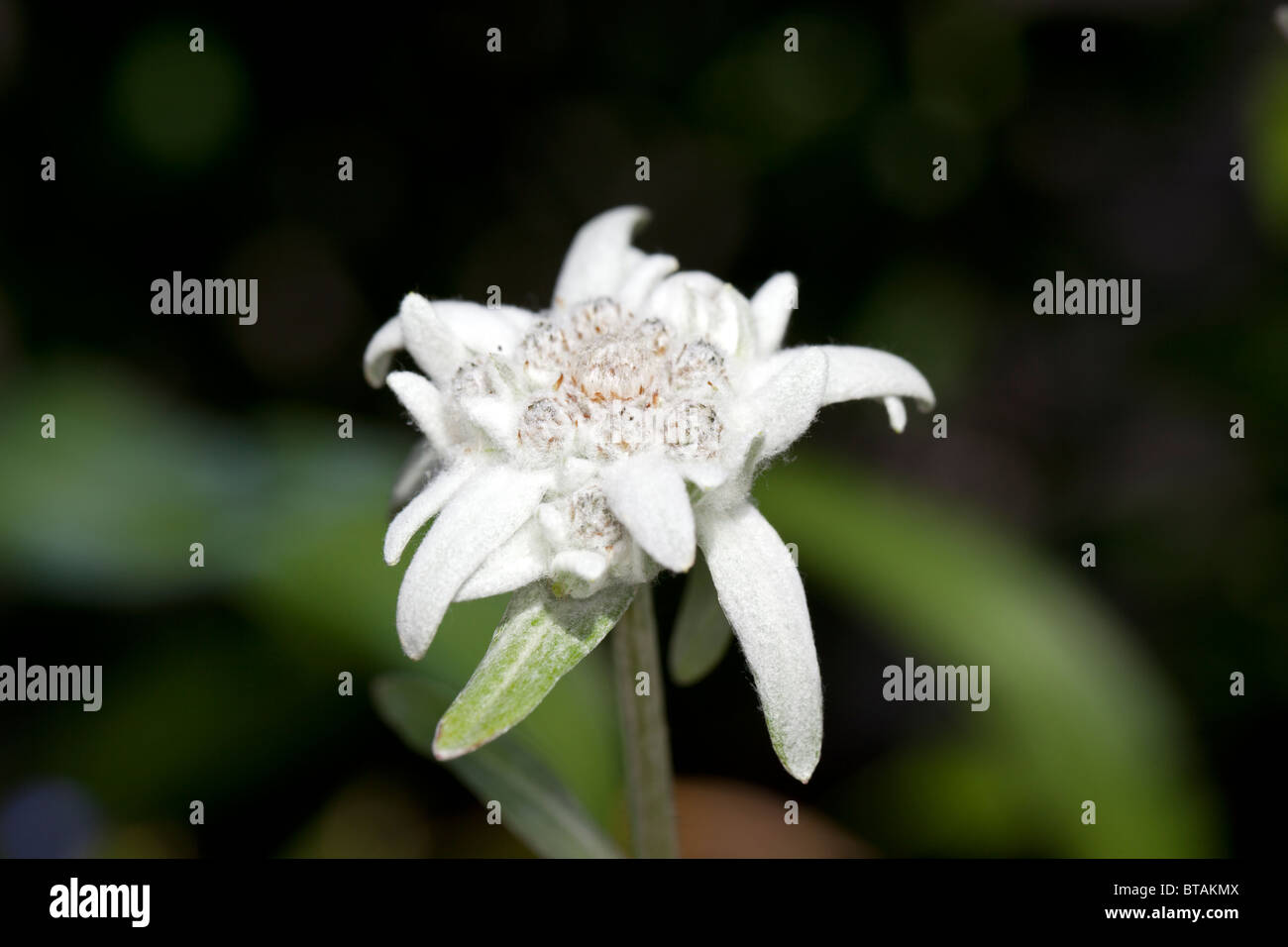 Edelweiss (Leontopodium alpinum), is one of the best-known European ...