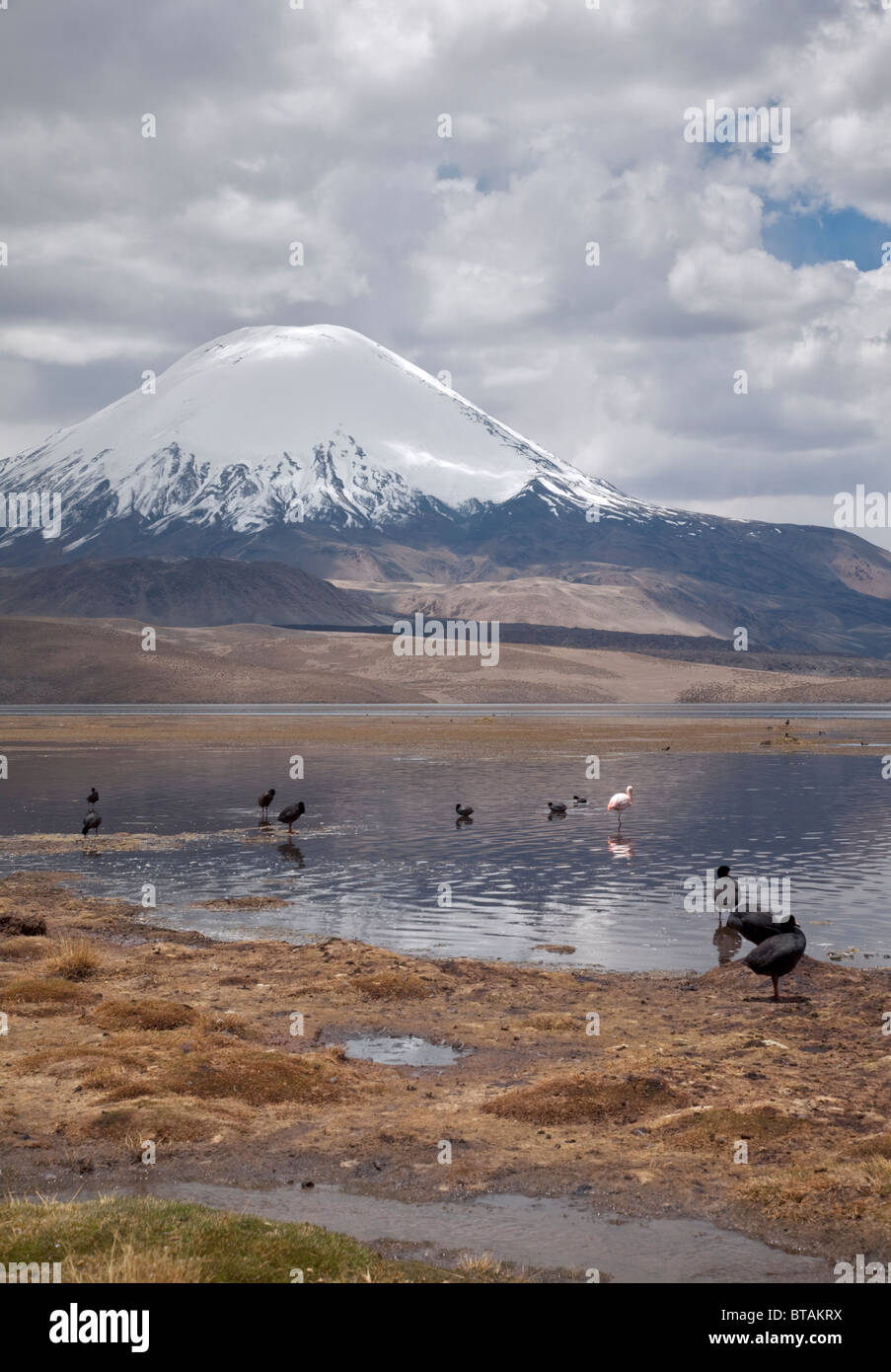 Volcano Parinacota and Lake Chungara, Lauca National Park, Altiplano ...