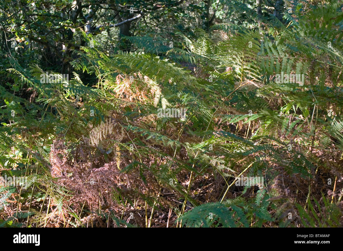 fern ferns woodland floor forest uk leaves leaf oaks foliage wood woods ...