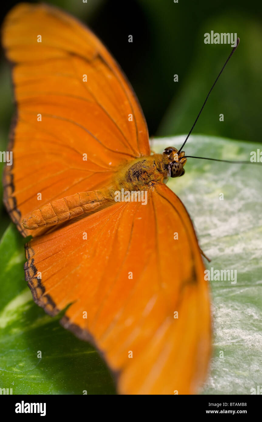 Julia butterfly dryas iulia hi-res stock photography and images - Alamy