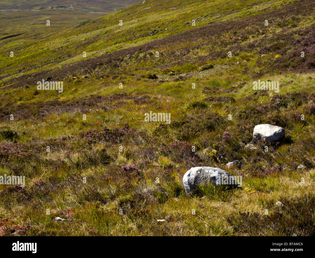 Green moor hi-res stock photography and images - Alamy