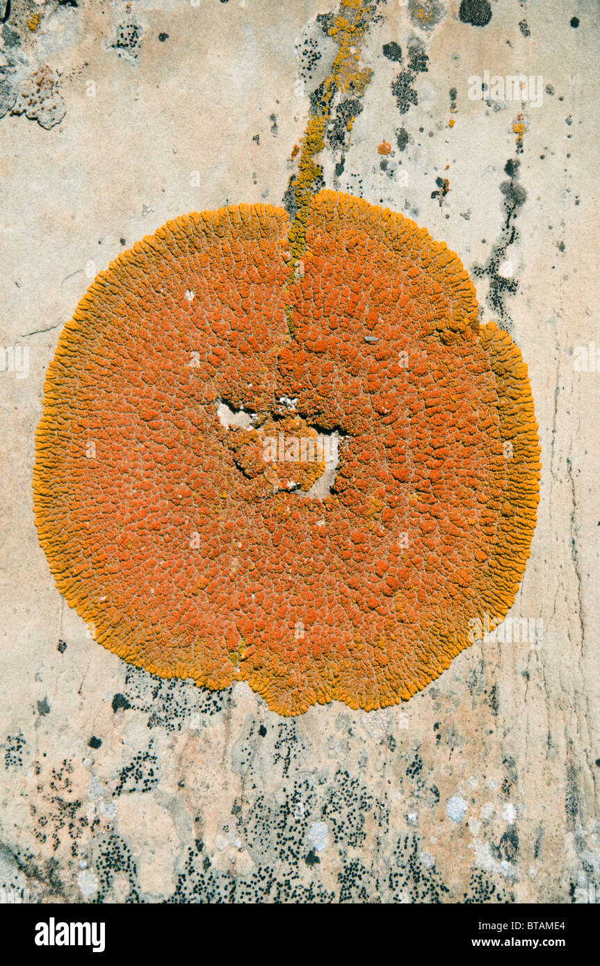 Round lichen on sandstone, Cataract Canyon, Canyonlands National Park ...