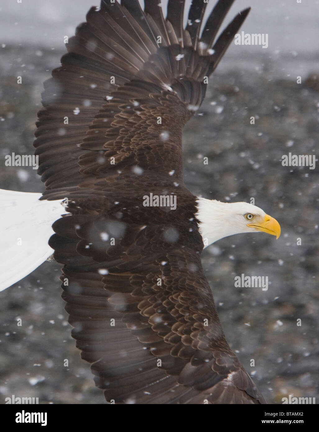 Bald eagle close up flight in snow Stock Photo - Alamy