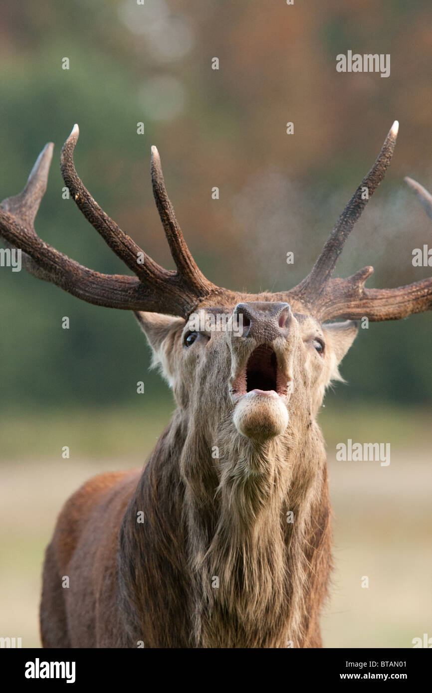 Stag bellows hi-res stock photography and images - Alamy