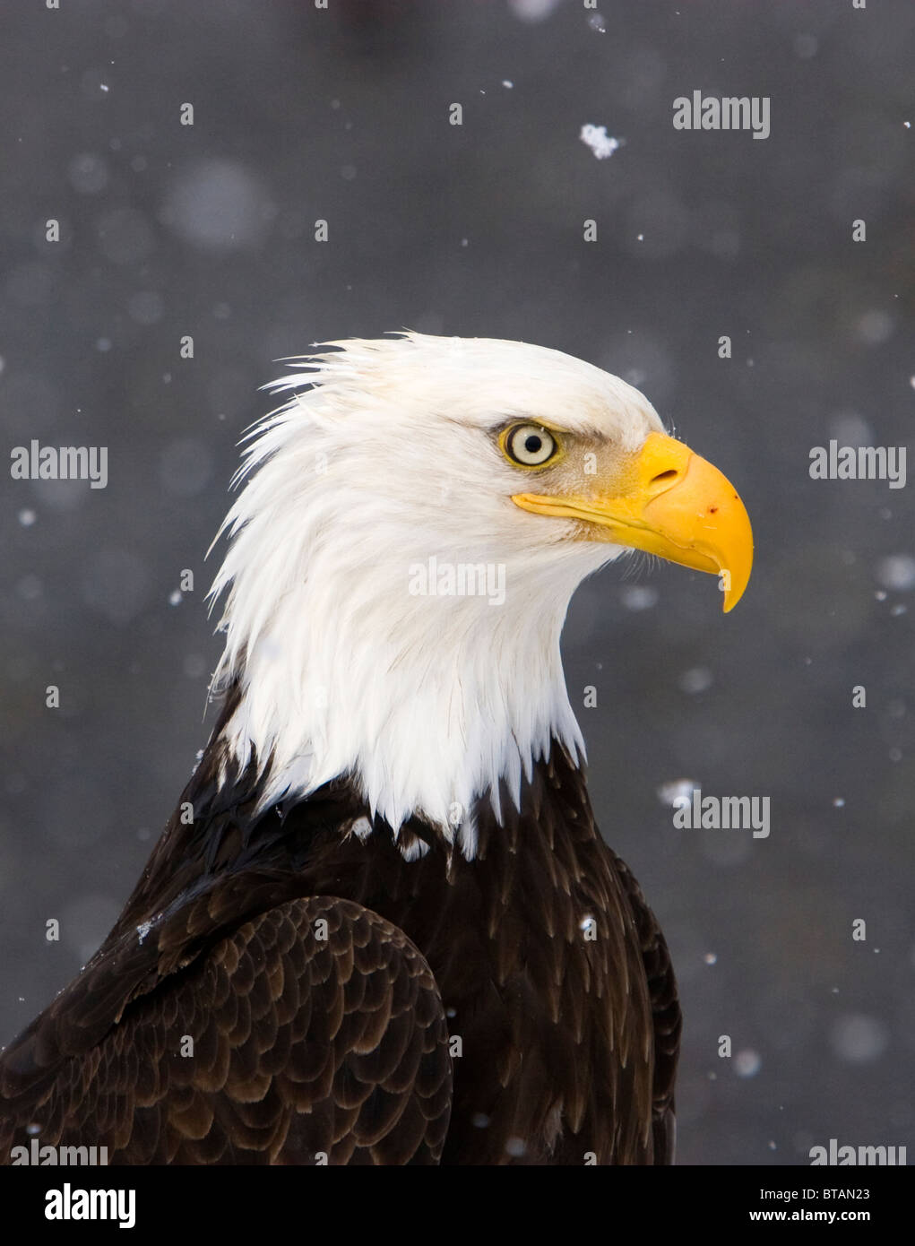 Falling eagle hi-res stock photography and images - Alamy