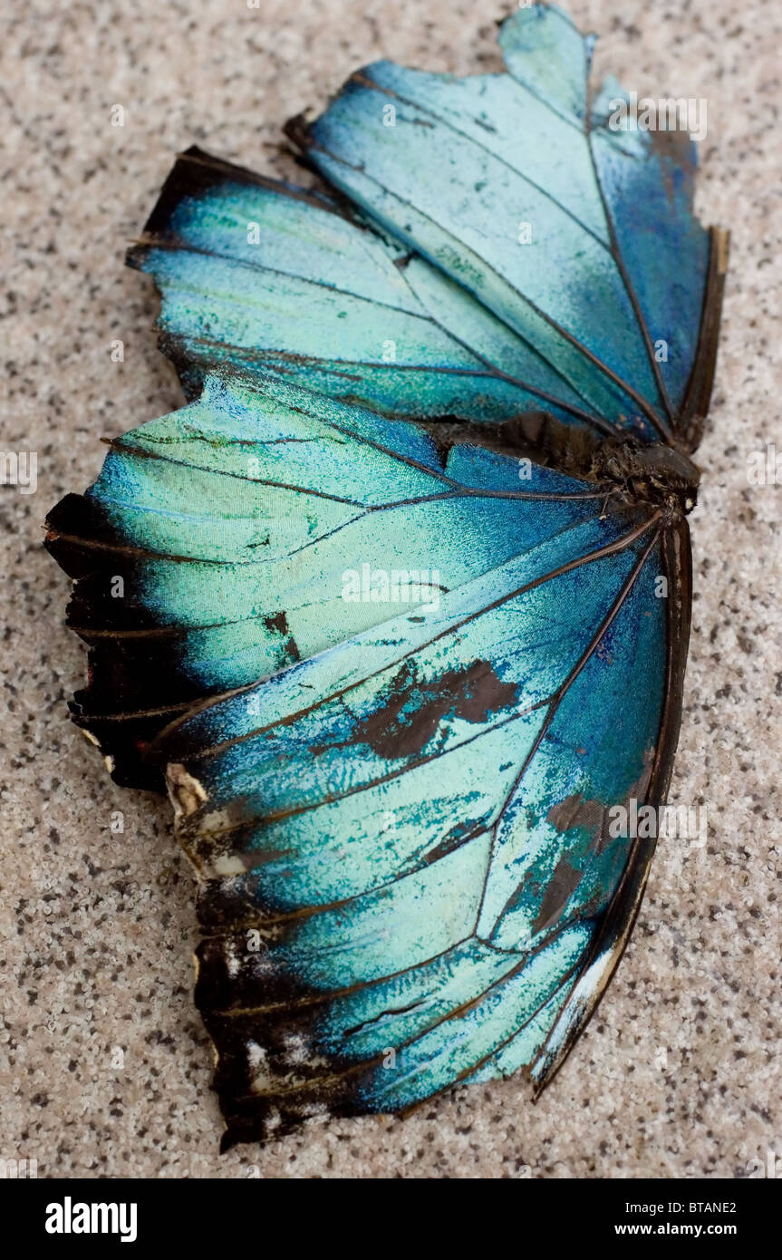 Remains of a dead Blue Morpho Butterfly Stock Photo - Alamy