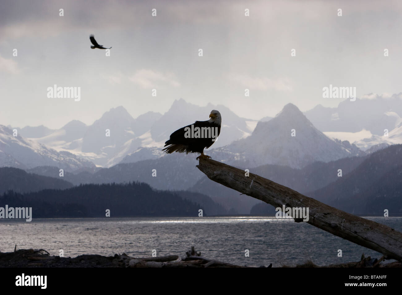 Eagles in the wild hi-res stock photography and images - Alamy