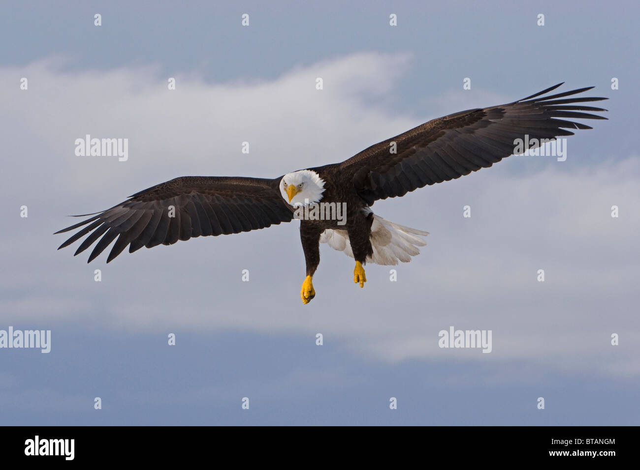 Wings eagles hi-res stock photography and images - Alamy