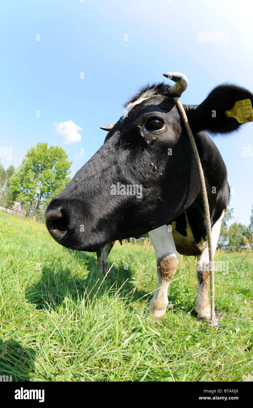 Cow on pastureland, Mazovia region in Poland Stock Photo - Alamy