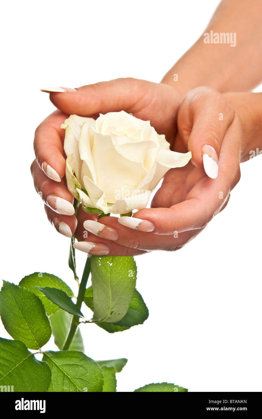 Hands with rose Stock Photo - Alamy