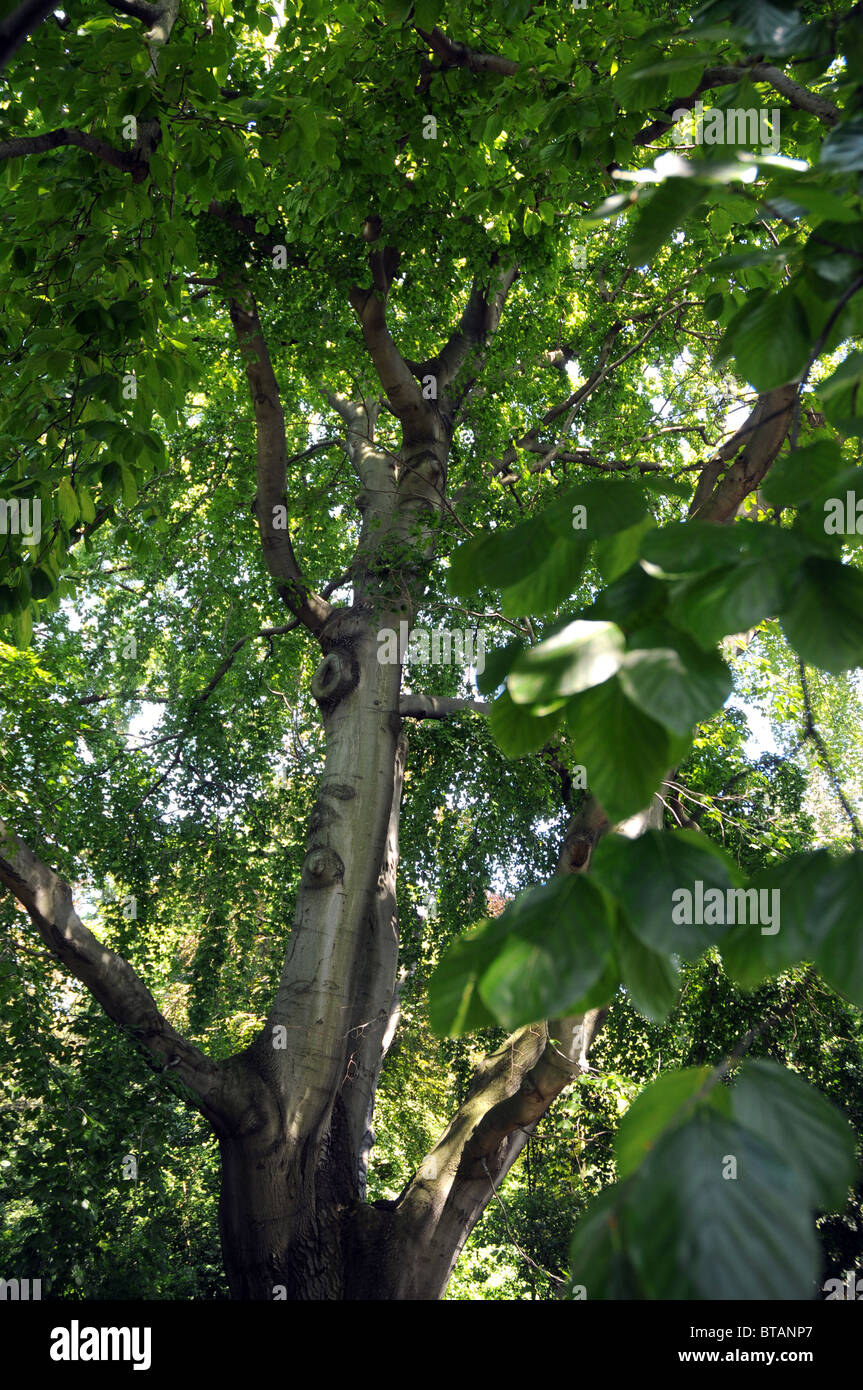 Crown beech tree fagus hi-res stock photography and images - Alamy