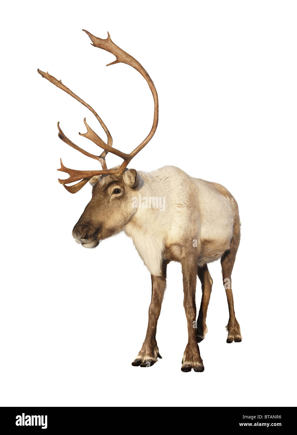 Santa slay and reindeer hi-res stock photography and images - Alamy