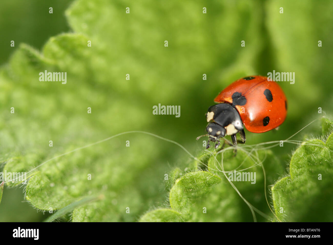 Multi colored ladybug hi-res stock photography and images - Alamy
